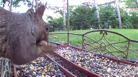 Sqc 11 Squirrelzilla Youtube