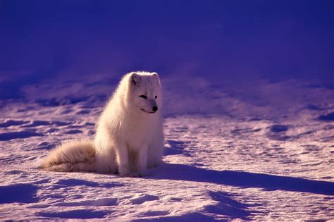 2000 Free Arctic And Nature Images Pixabay