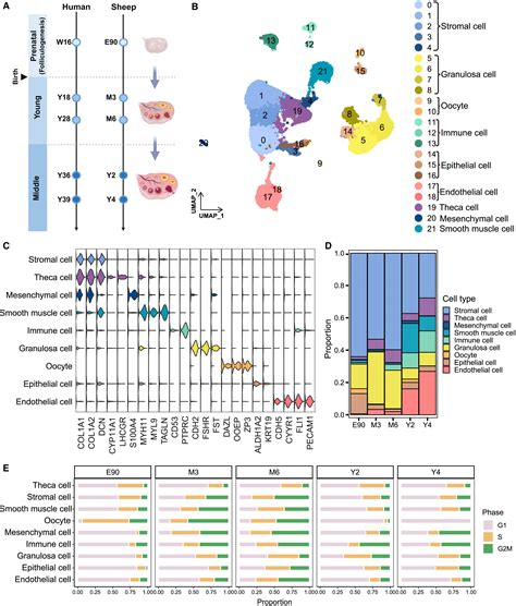 Integrative Single Cell Transcriptomics Of Sheep Ovarian Development Reveals Dynamic