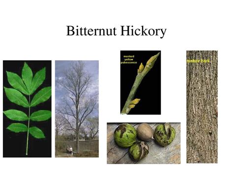 Identifying Pennsylvania Trees Ppt Download