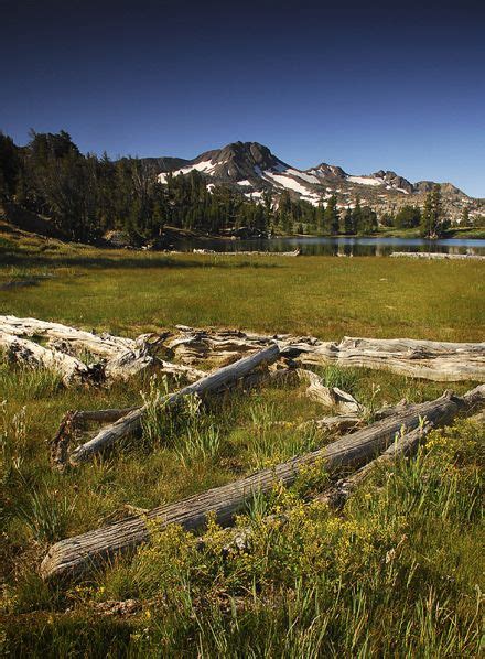 Wildflower Hike Near Carson Pass Valley California Hope Valley Carson