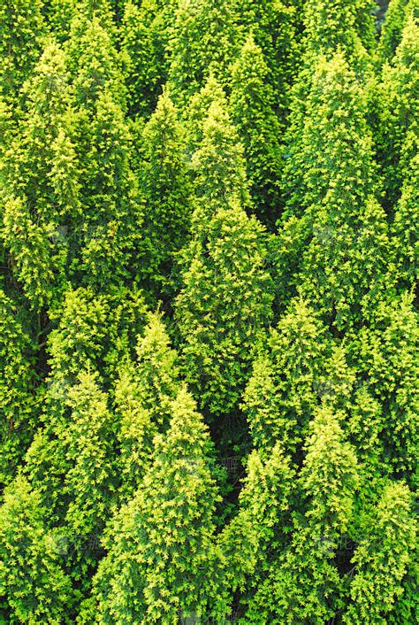 绿色和黄色的树