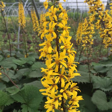 Ligularia The Rocket Rogers Spring Hill Plant Database Rogers Spring Hill Plant Database