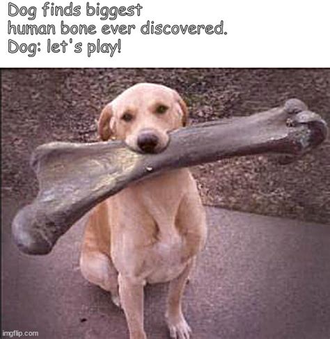 Dog Bone Memes Dog Bone S Tenor