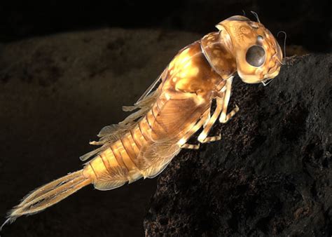 Ephemeroptera Larvae