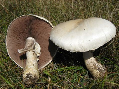 Mushroom And Micro Fungi Quiz Flashcards Quizlet