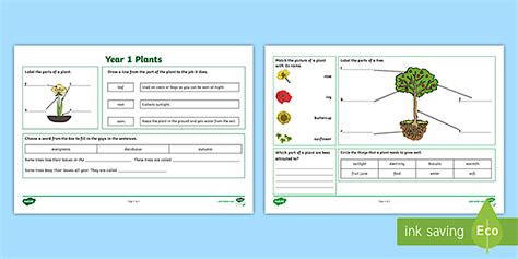 Year 1 Plants Revision Activity Mat Twinkl Science