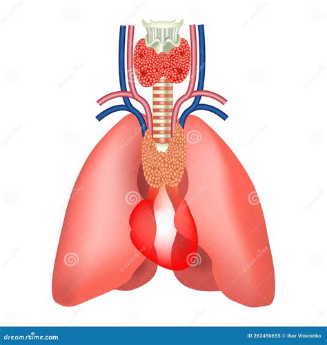 Thymus Location