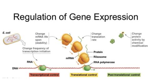 Exam 3 Gene Regulation Flashcards Quizlet