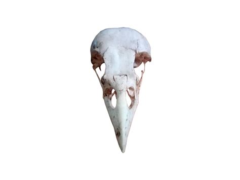 Raven Skull Front