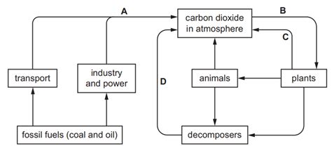 Igcse Biology 0610 19 3 Nutrient Cycles Igcse Style Questions Paper 2