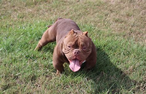 What Is An Exotic Bully And Where Do I Get One Of These Bully Puppies