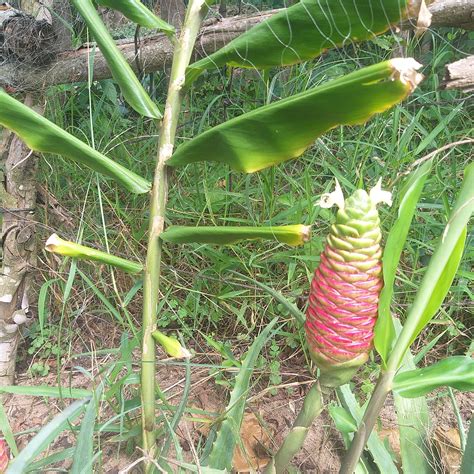 Extraordinary Edible Patch Za Town