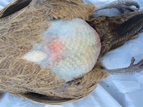 Internal Laying Salpingitis Ascites And Eyp Very Graphic Necropsy Pictures Backyard