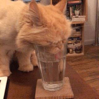 Funny Cat  Orange Cat Drinking Water Animals Behind Glasses Of