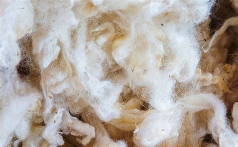 Uk Sheep Farmers Aim To Copy Australia And Aim For Finer Wools Farm