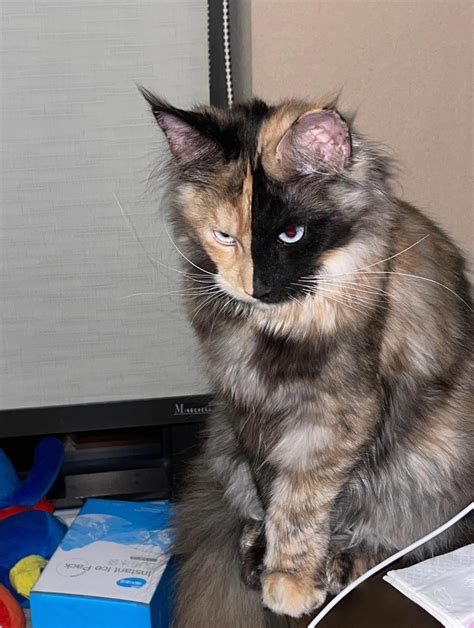 My Killer Cat😍 Rcatpics