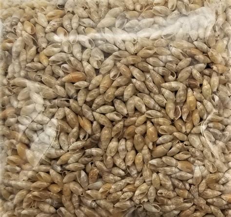 Tiny 3mm To 10mm Shells For Artists