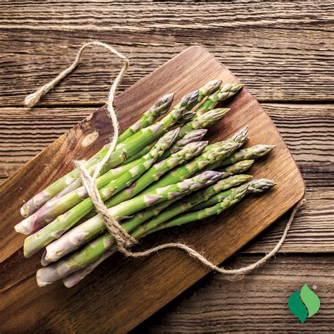 Jersey Giant Asparagus Plant