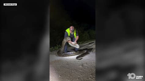 Florida Man Wrangles 17 Foot Python With Bare Hands In Everglades