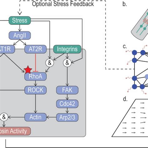 A Activation Signal B Actomyosin Bundle Stress And C Focal Adhesion Download Scientific