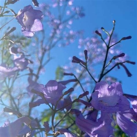 Extinct Triptyline Lyrics Genius Lyrics