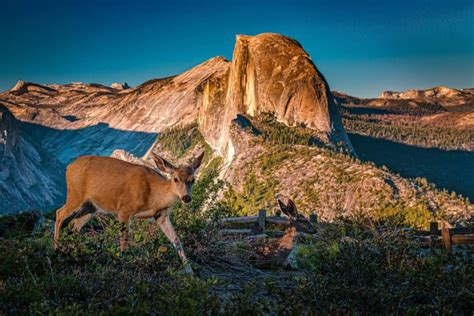 Half Dome Mountain Guide Routes Geology And Yosemite Summitborn