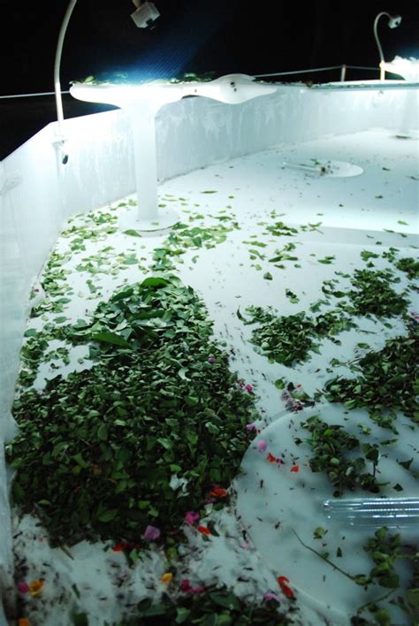 The Tragedy Of The Commons 2011 Robin Meier