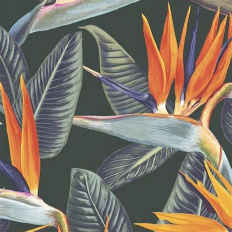 Bird Paradise Wallpapers 4k Hd Bird Paradise Backgrounds On Wallpaperbat