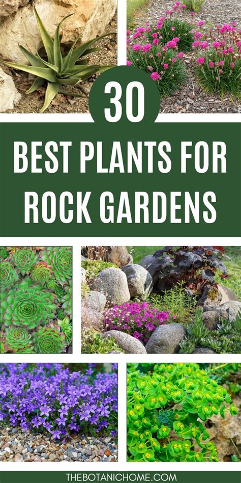 30 Beautiful Plants For Rock Garden Landscaping Rock Garden Plants