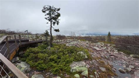 Old Tjikko Fulufjället National Park Sweden