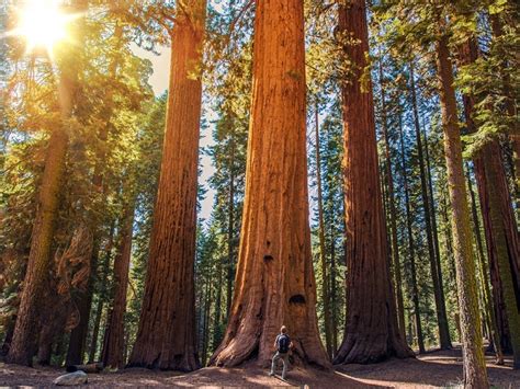 Giant Sequoia Monumental Majestic Tree With Ancient Roots