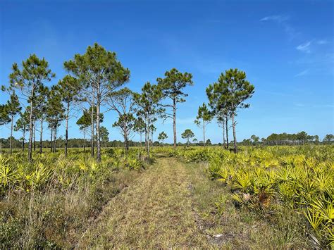 Cockroach Creek Greenway Nature Preserve Florida Hikes