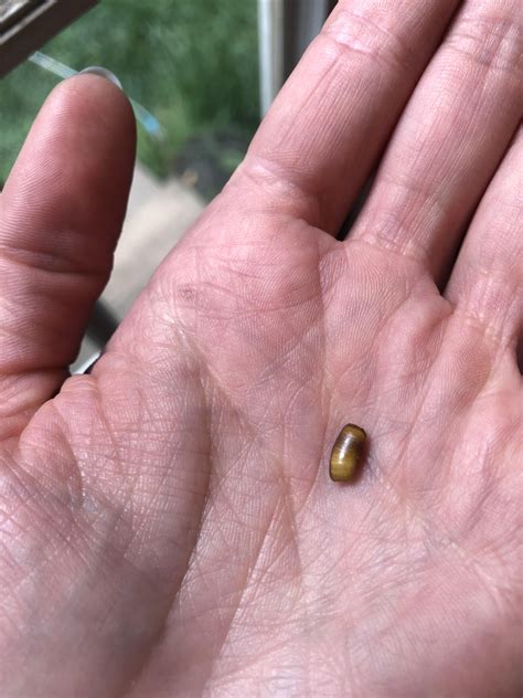 Is This Egg From This Roach Or A Different One R Whatsthisbug