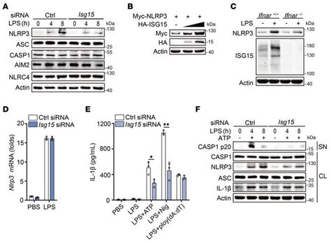 Jci Posttranslational Isgylation Of Nlrp3 By Herc Enzymes Facilitates