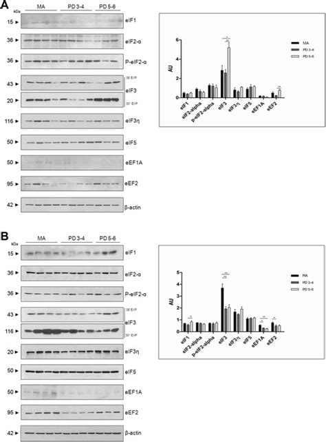 Western Blotting Of Eukaryotic Initiation Factors Eif1 Eif2 α Eif3