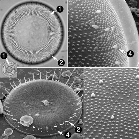 Guide To Stephanodiscus Genera Diatoms Of North America
