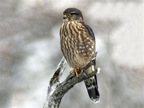 Merlin Ebird