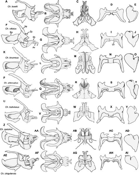 Aai Chlorus Species As Indicated Phallic Complex —a F K P U
