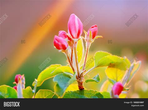 Trees Bloom Spring Image Photo Free Trial Bigstock