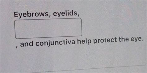 Solved Eyebrows Eyelids And Conjunctiva Help Protect The Eye