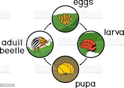Life Cycle Of Colorado Potato Beetle Or Leptinotarsa Decemlineata