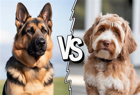 German Shepherd Vs Cockapoo Full Breed Comparison Of Temperament