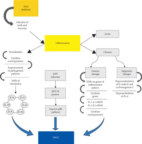 Sex Hormones And Inflammation Role In Oral Cancer Progression A