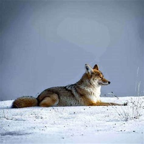 What Do Coyotes Eat The Most Diy Seattle