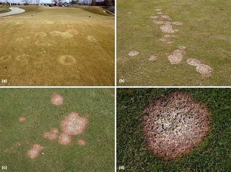 Microdochium Patch Penn State Turfgrass Pest Diagnostic Lab
