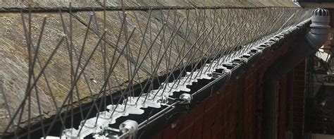 Bird Proofing Pesky Bird Solutions