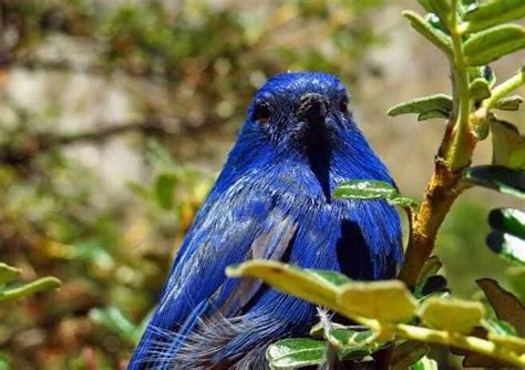 Catac Azulito Ave Típica Del Parque Del Huascarán Facebook