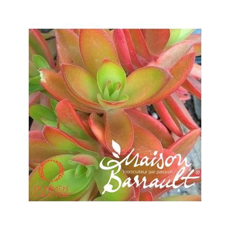 Crassula Coccinea Campfire