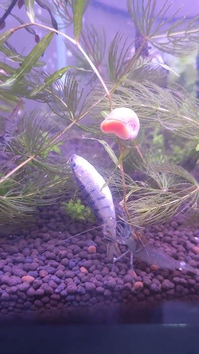 粗糙沼蝦macrobrachium Asperulum） Youtube